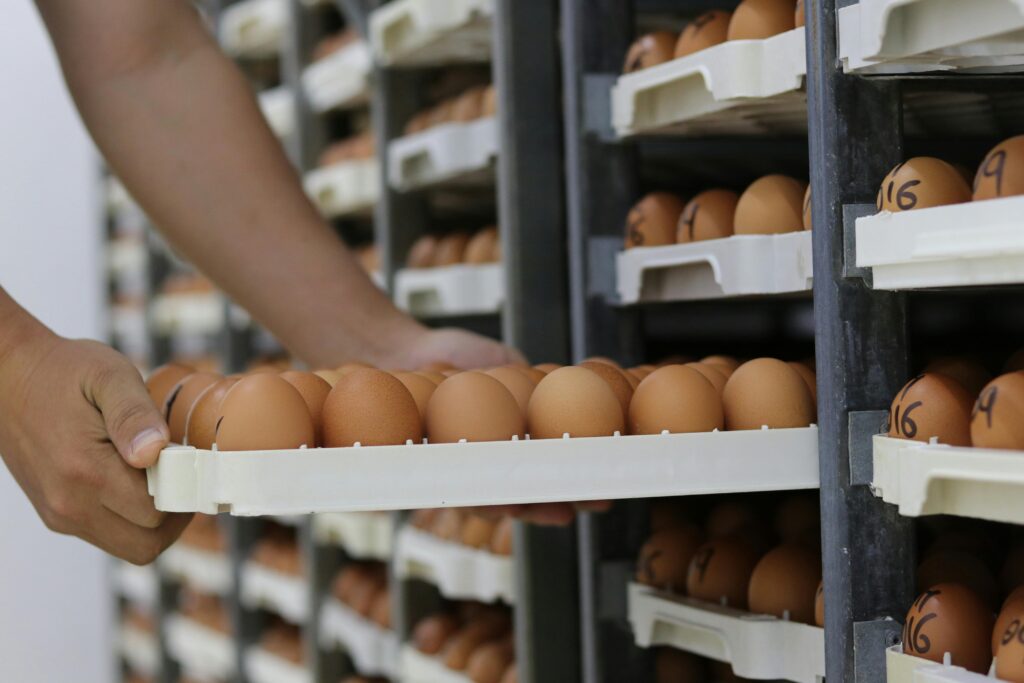 A decision-making tool to circularize the egg industry - RRECQ